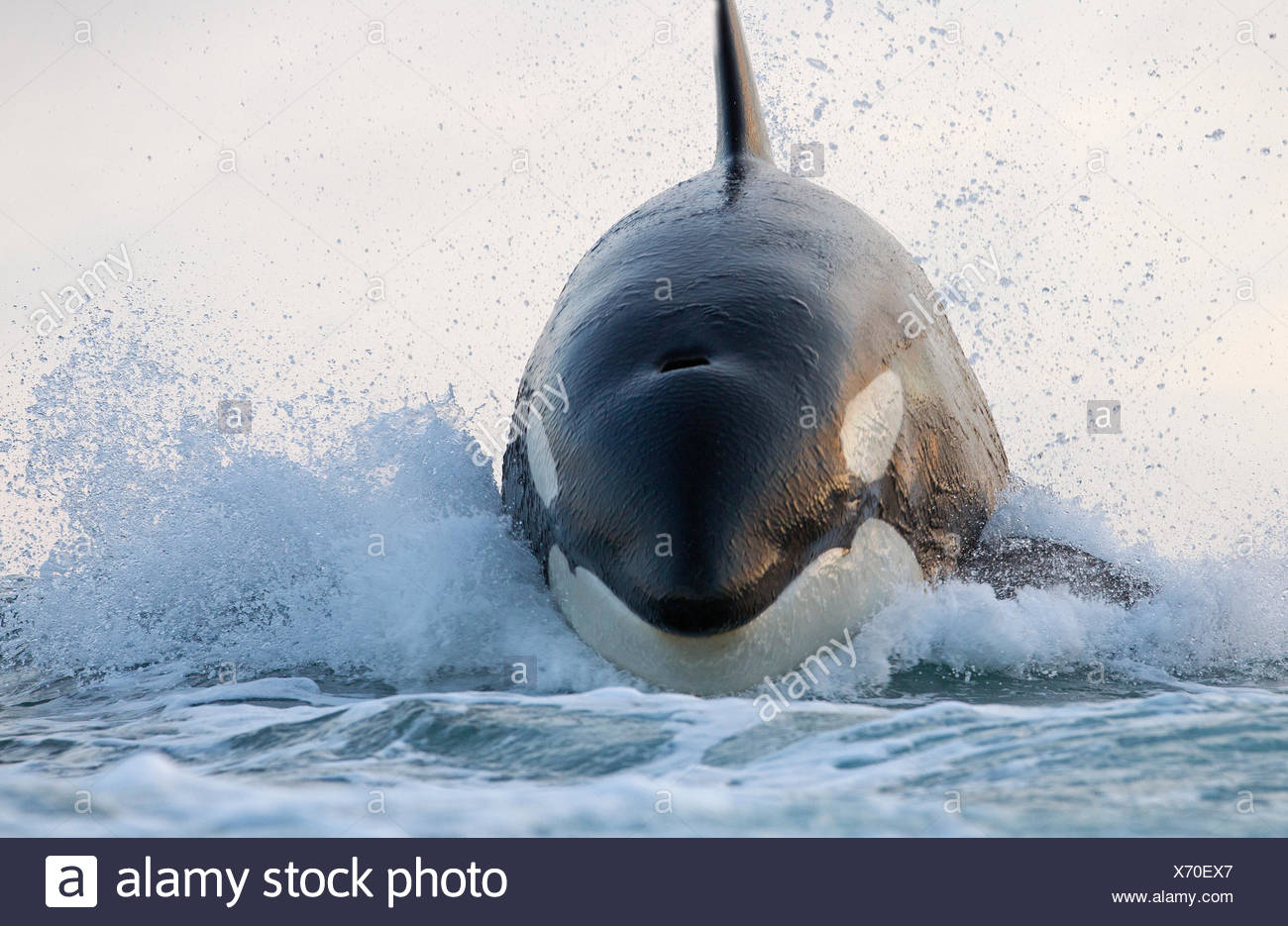 Orca Gladiator High Resolution Stock Photography and Images - Alamy