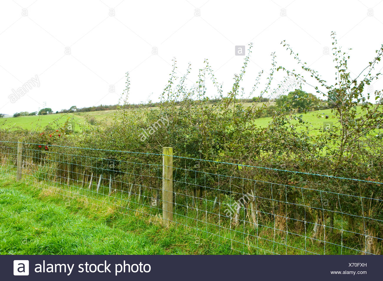 Hedgerow Uk High Resolution Stock Photography and Images - Alamy