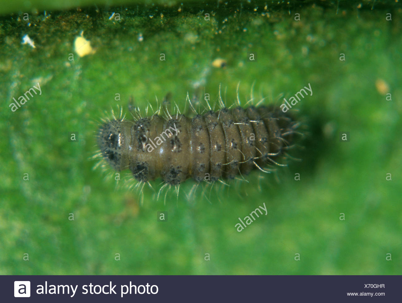 Stethorus Punctillum High Resolution Stock Photography and Images - Alamy
