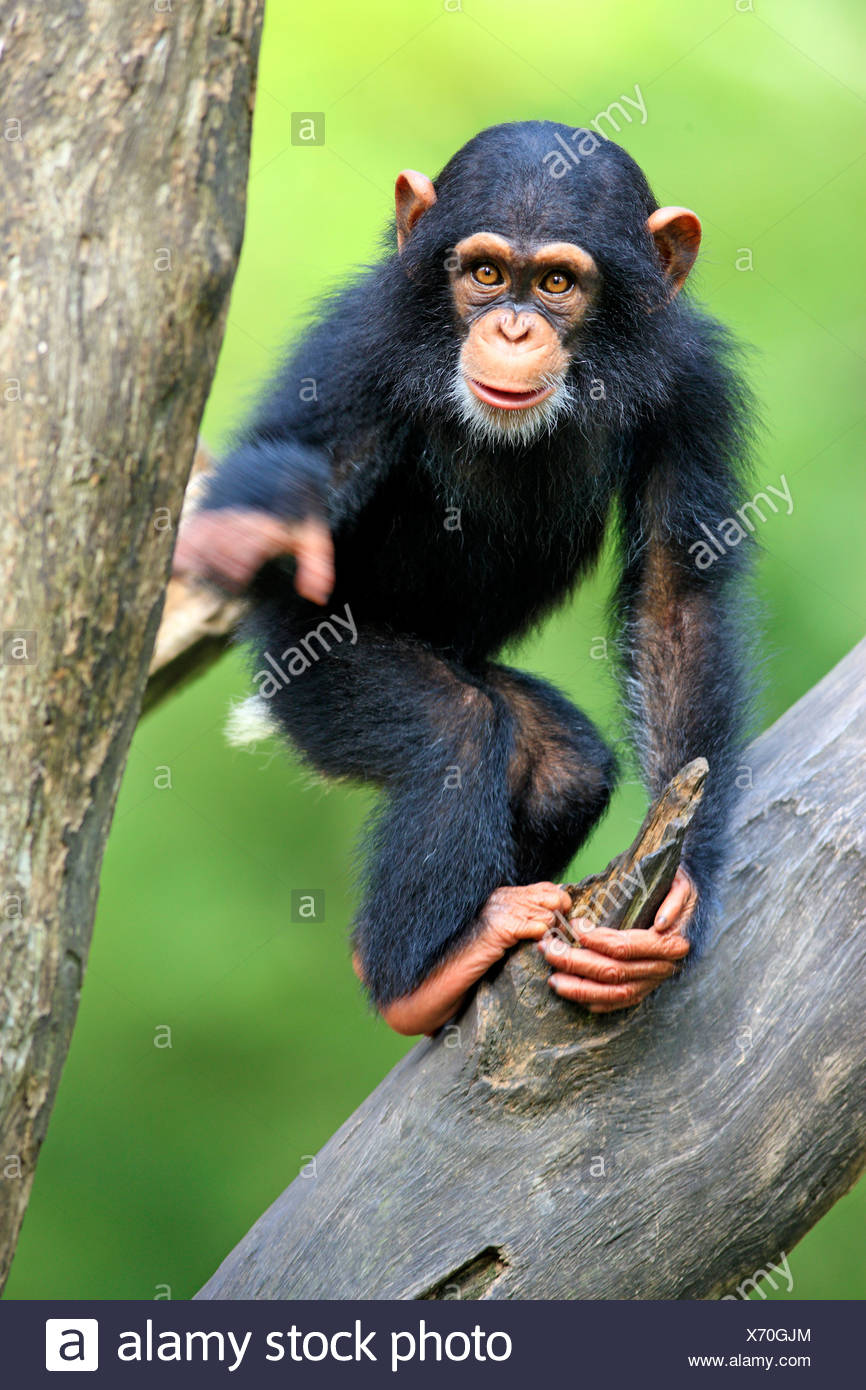 Chimpanzee Standing Stock Photos & Chimpanzee Standing Stock Images - Alamy
