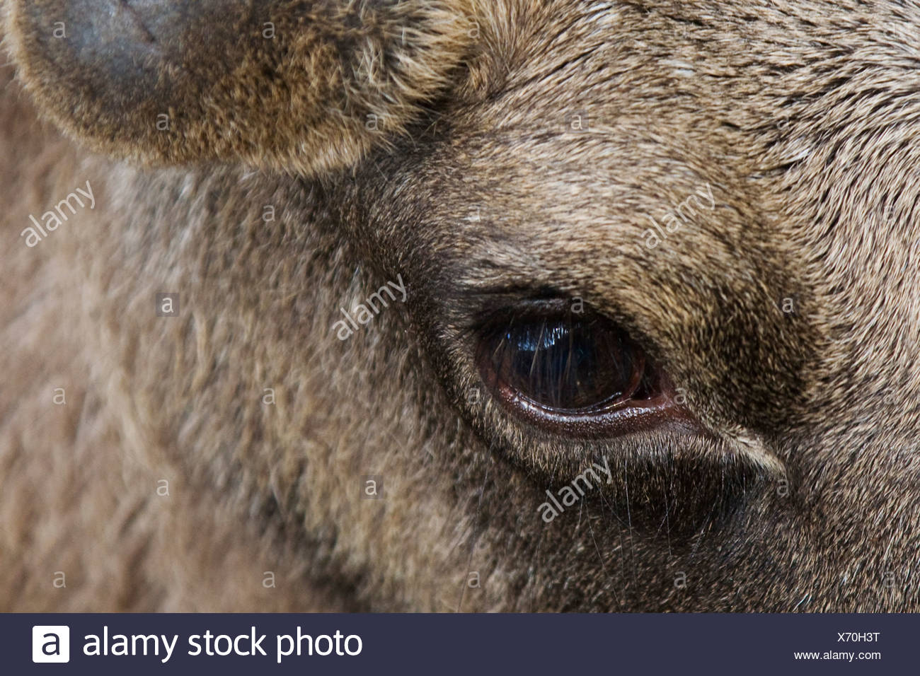 Bull Eye Stock Photos & Bull Eye Stock Images - Alamy