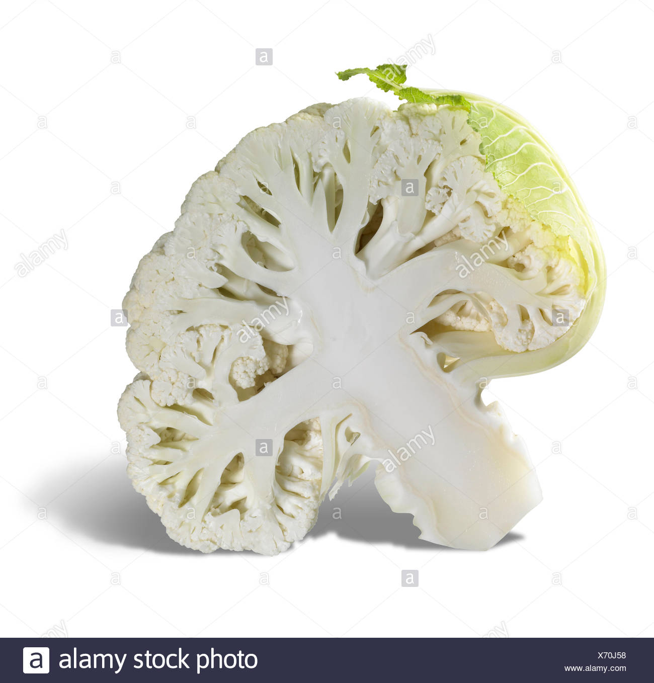 Longitudinal Section Flower High Resolution Stock Photography and ...