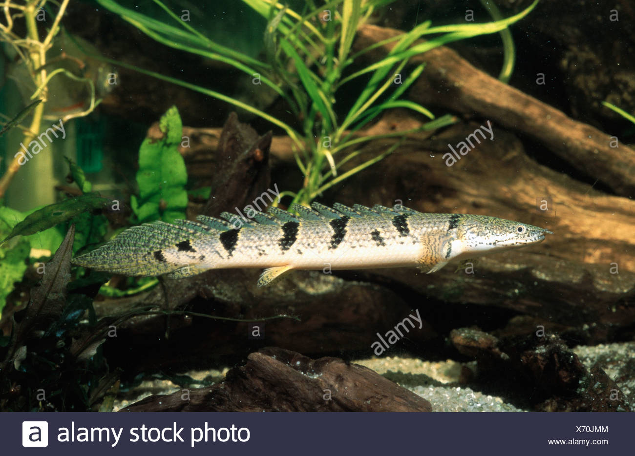 Armoured Bichir High Resolution Stock Photography and Images - Alamy