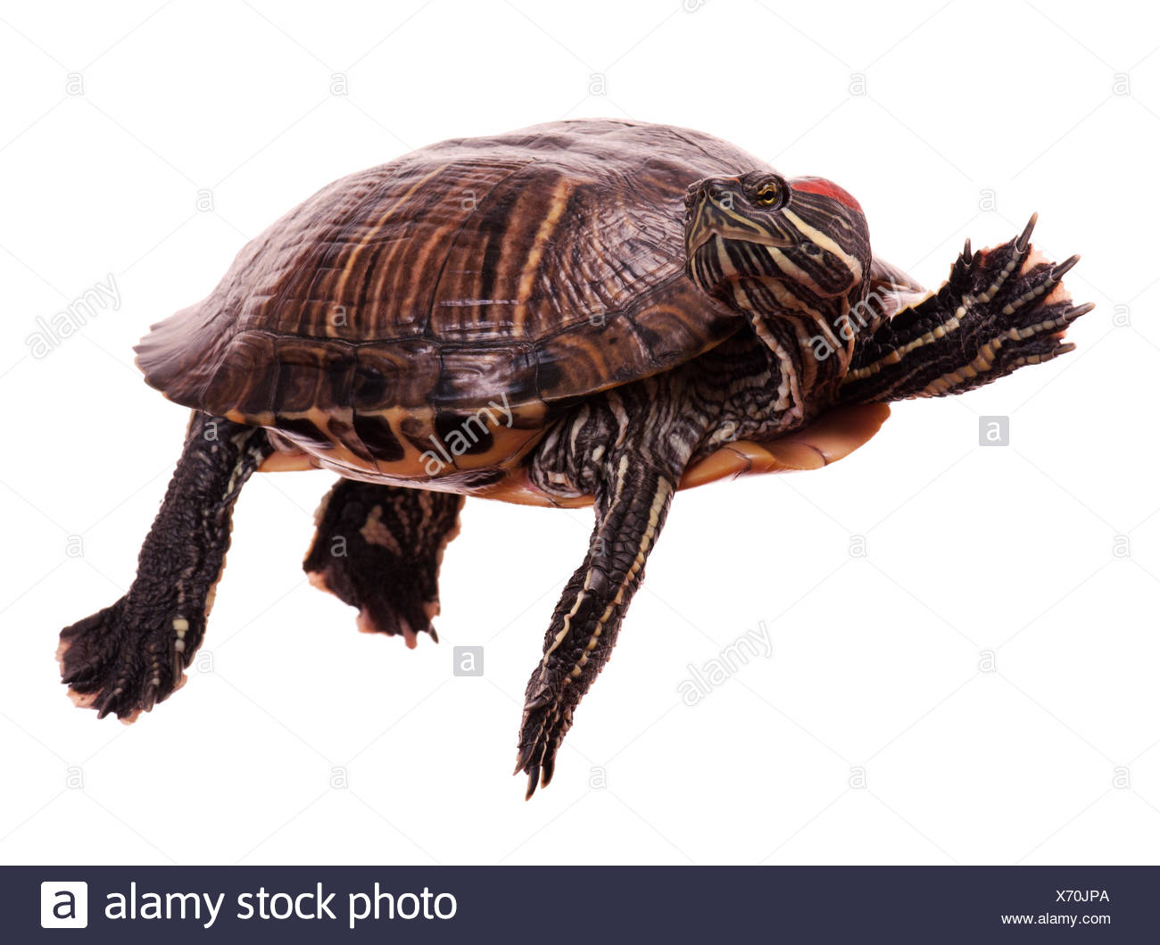 Tortoise Turtle Side By Side Stock Photos & Tortoise Turtle Side By ...
