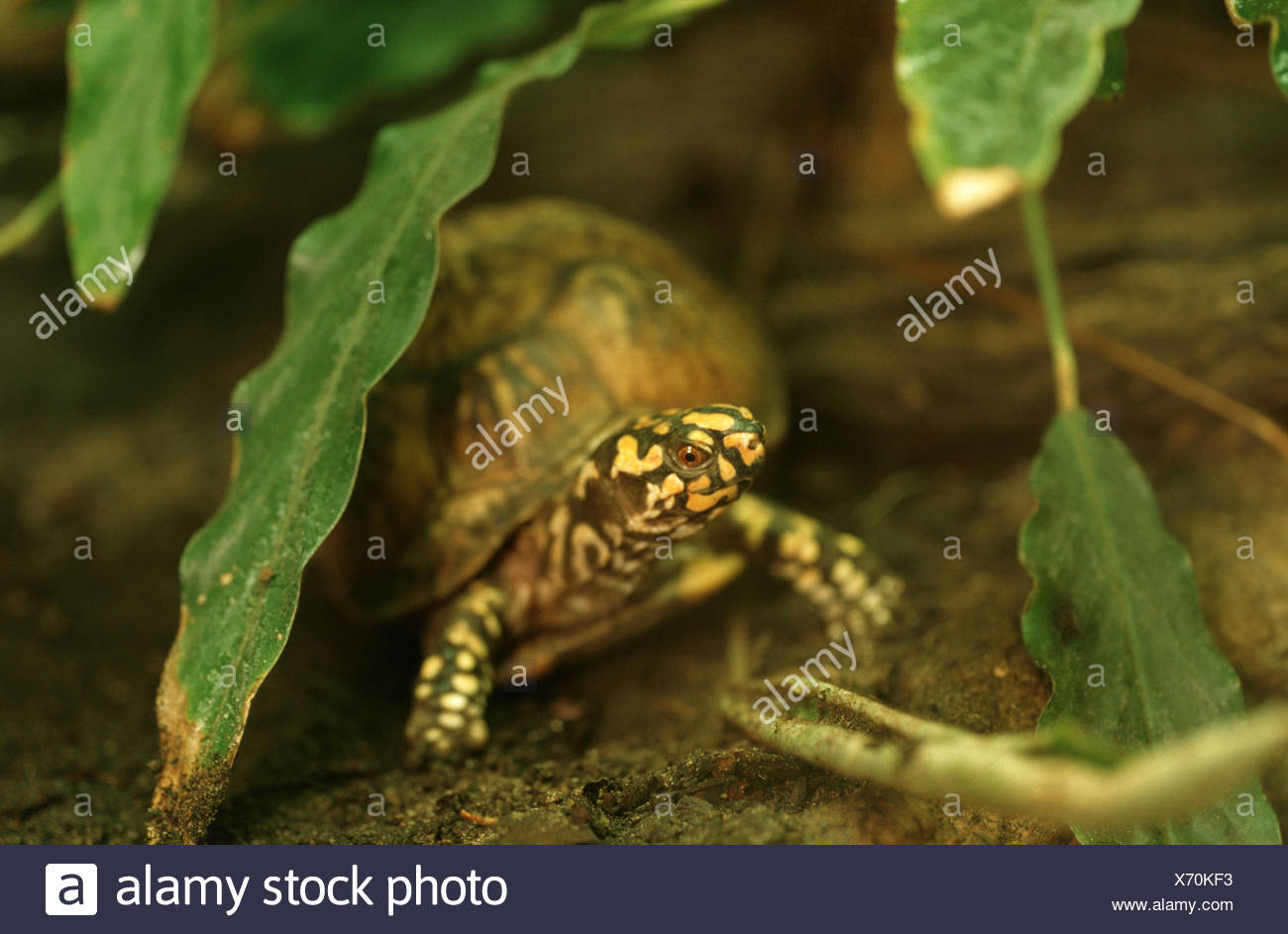 Eastern Box Turtle Terrapene Carolina High Resolution Stock Photography ...