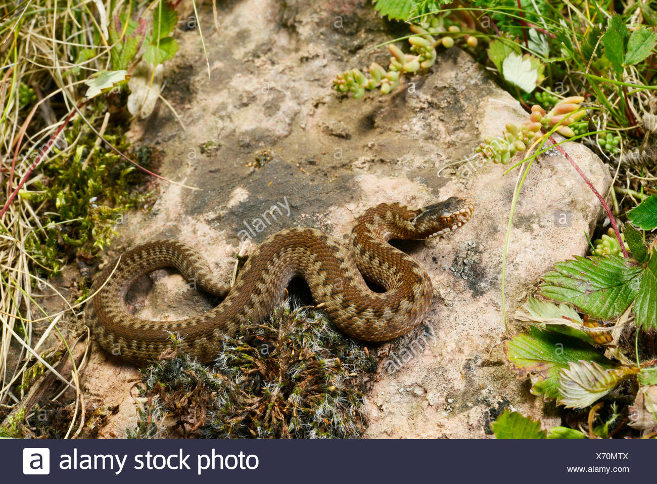 Smoland High Resolution Stock Photography and Images - Alamy