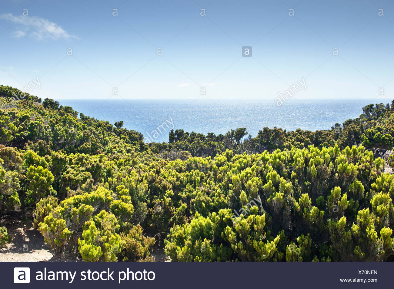 Bush Vegetation High Resolution Stock Photography and Images - Alamy