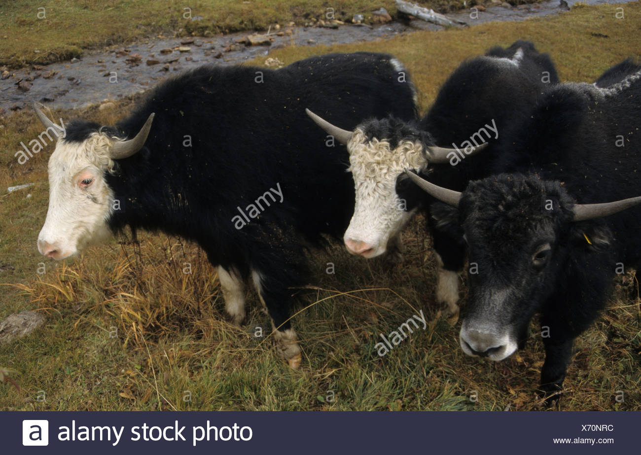 Dzos High Resolution Stock Photography and Images - Alamy