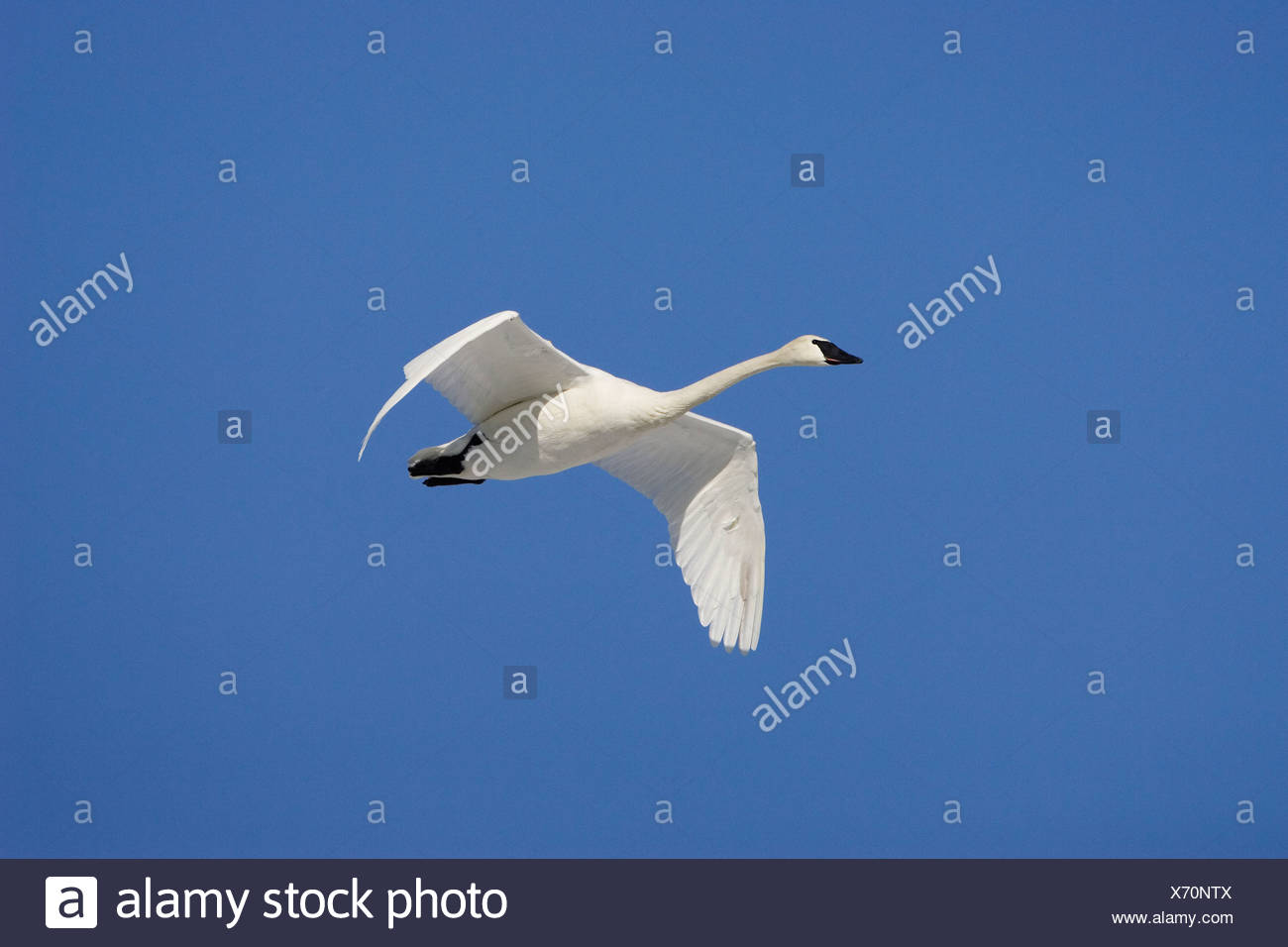 Trumpet Swans High Resolution Stock Photography and Images - Alamy