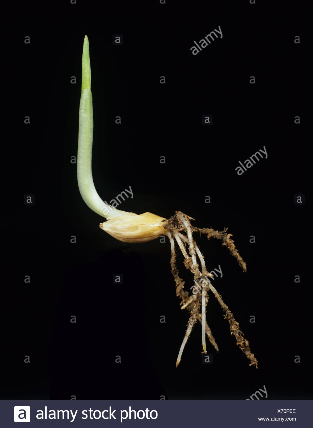 Barley Seed Germination High Resolution Stock Photography and Images ...