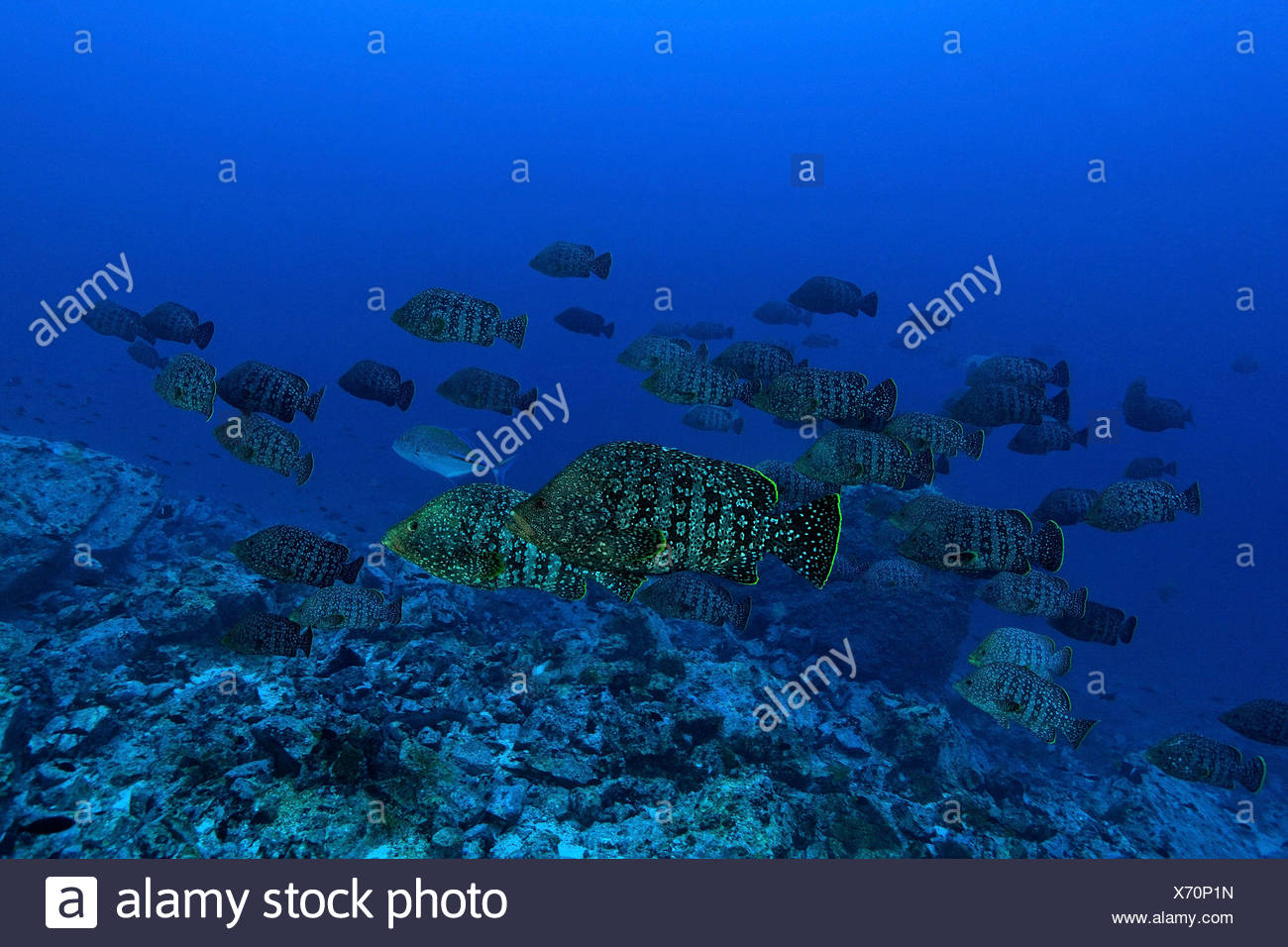 Leather Bass Fish High Resolution Stock Photography and Images - Alamy
