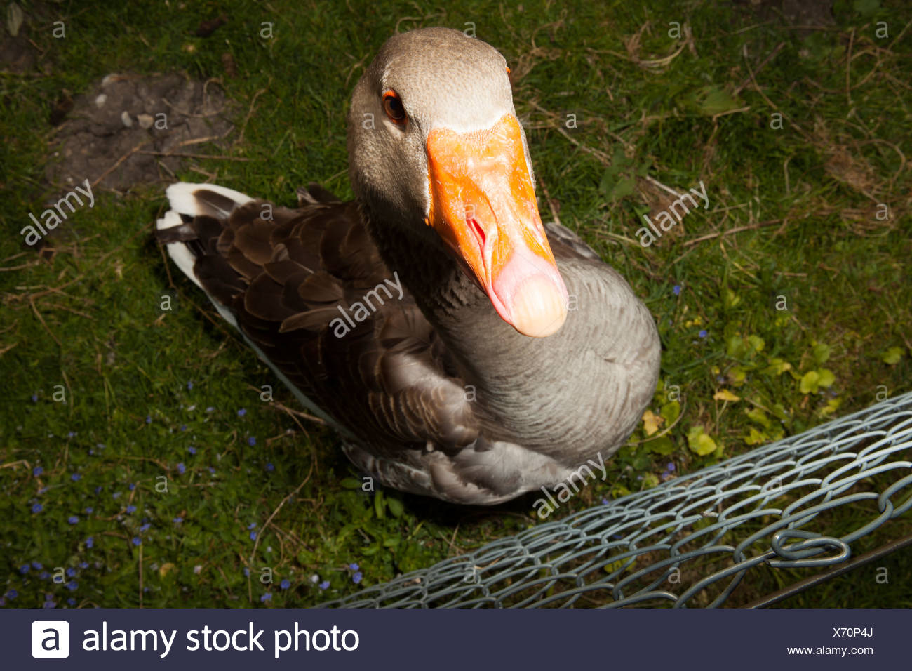 Wire Duck Stock Photos & Wire Duck Stock Images - Alamy