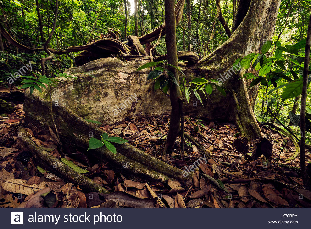 Big Tree Of Jungle High Resolution Stock Photography and Images - Alamy