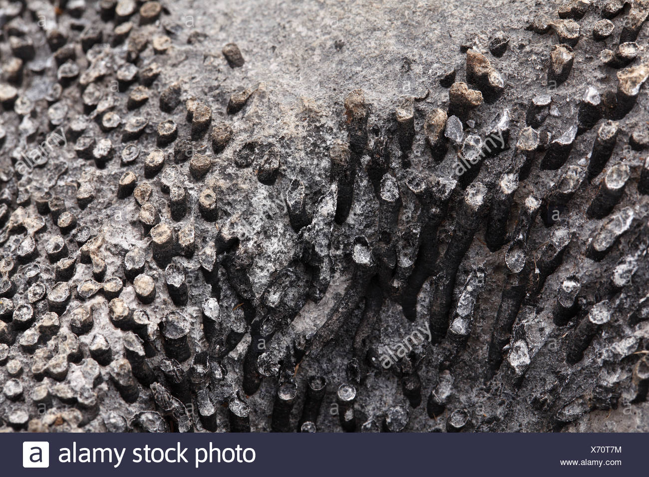 Fossils Limestone High Resolution Stock Photography and Images - Alamy