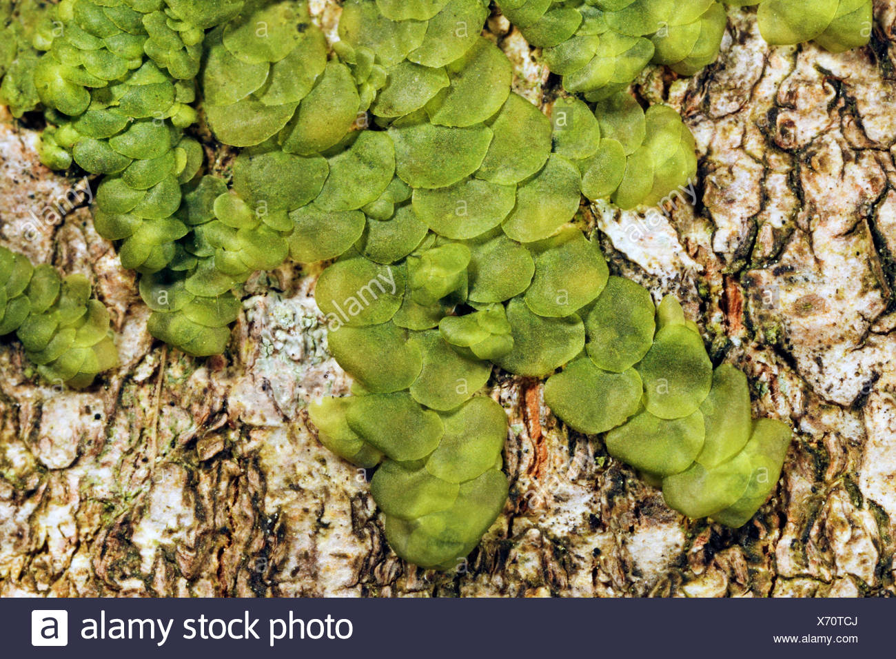 Radula Complanata High Resolution Stock Photography and Images - Alamy