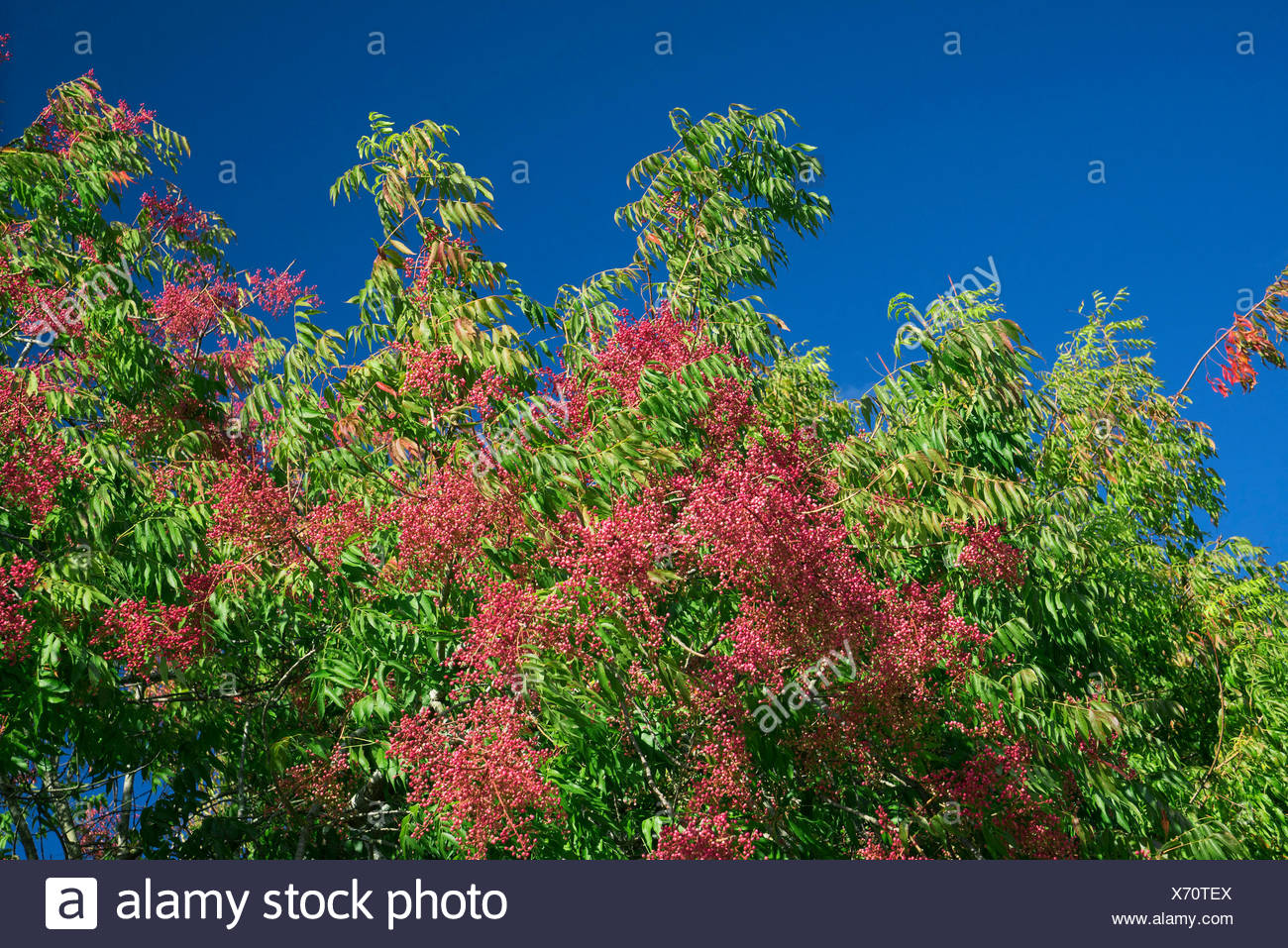 Brazilian Peppertree High Resolution Stock Photography and Images - Alamy