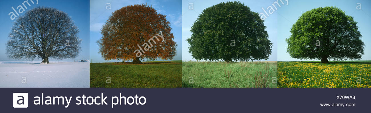 Tree In Four Seasons Stock Photos & Tree In Four Seasons Stock Images ...