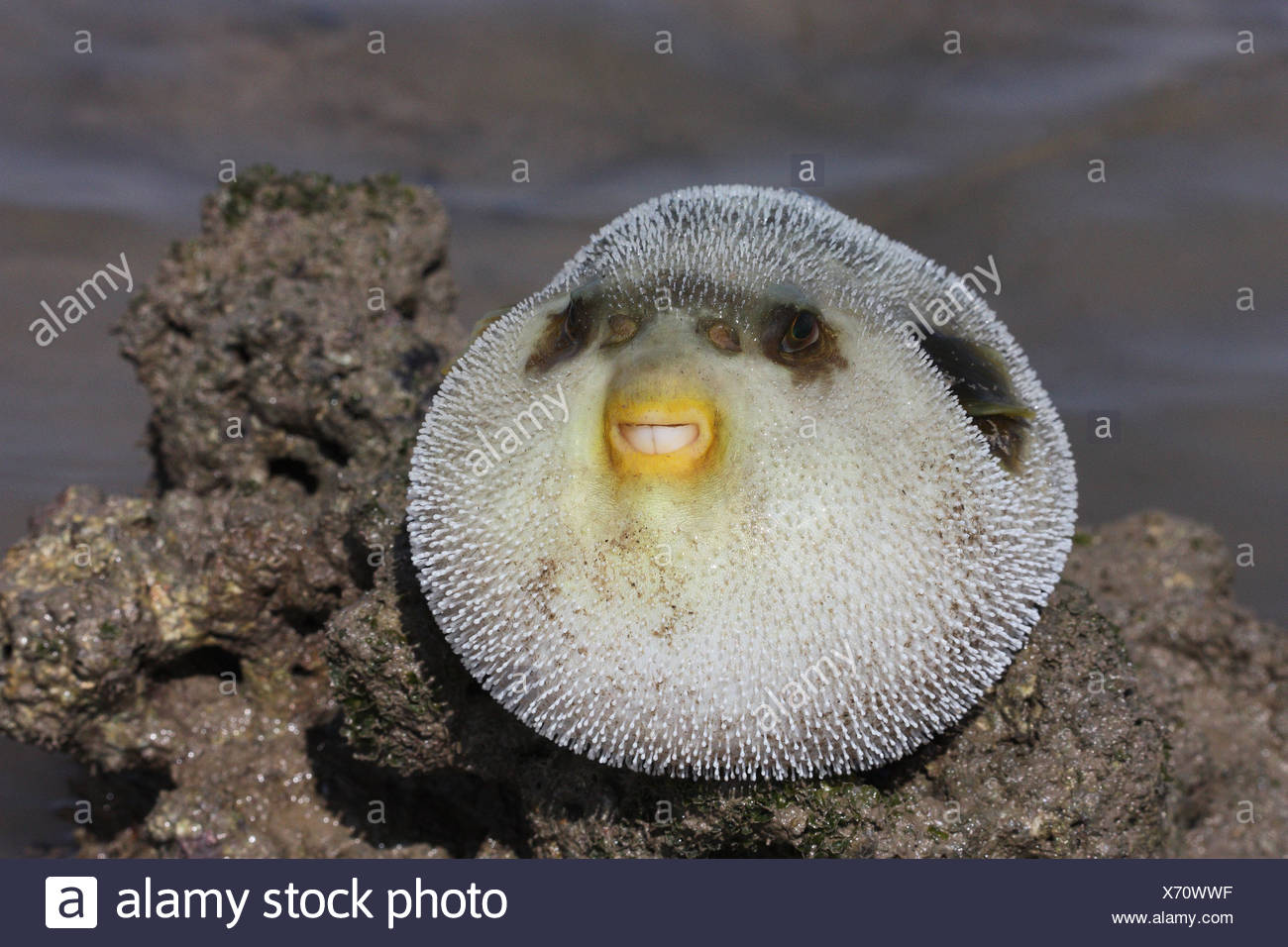 Puffer Fish Tetraodon Sp Pirotan Island High Resolution Stock ...