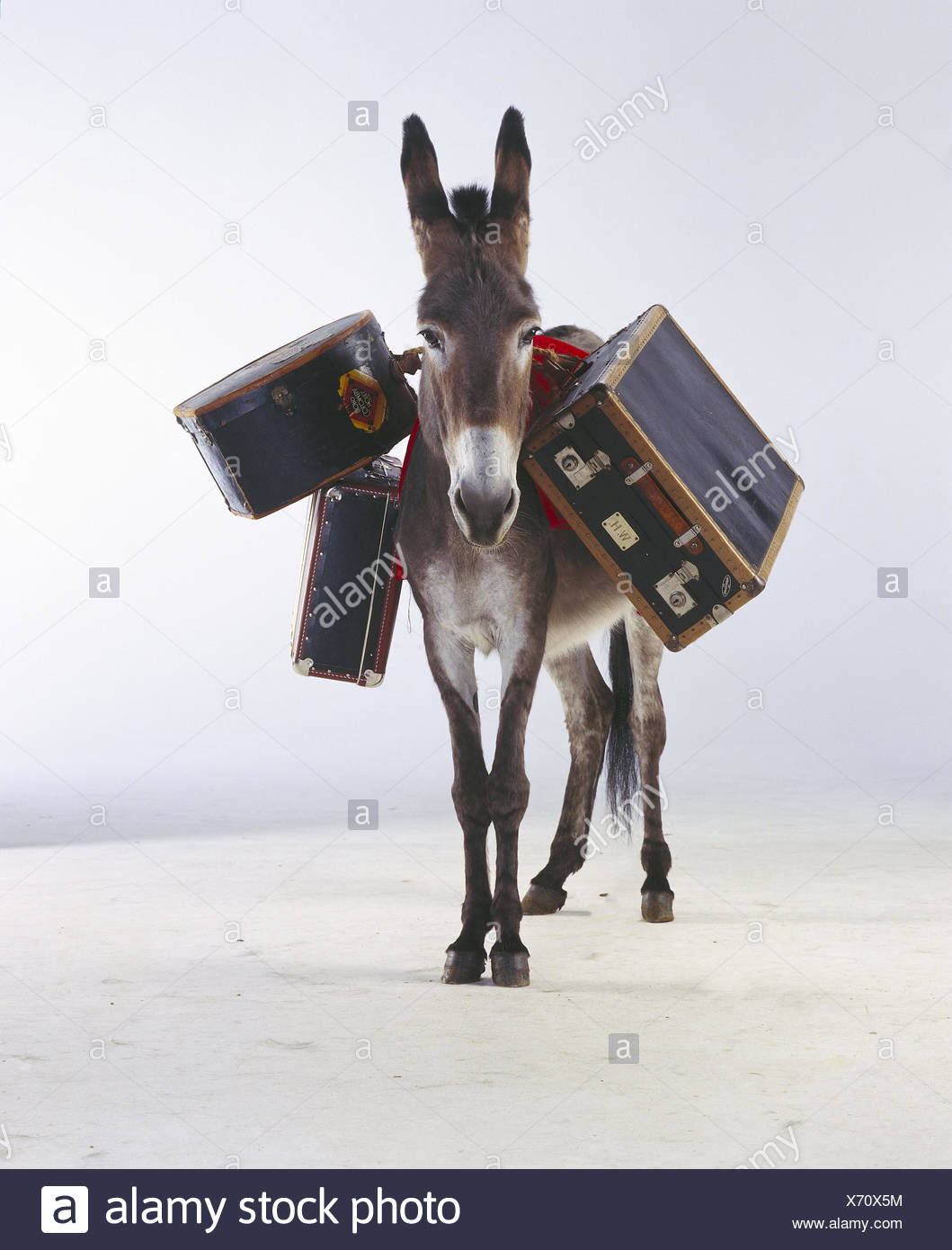 Luggage Donkeys High Resolution Stock Photography and Images - Alamy