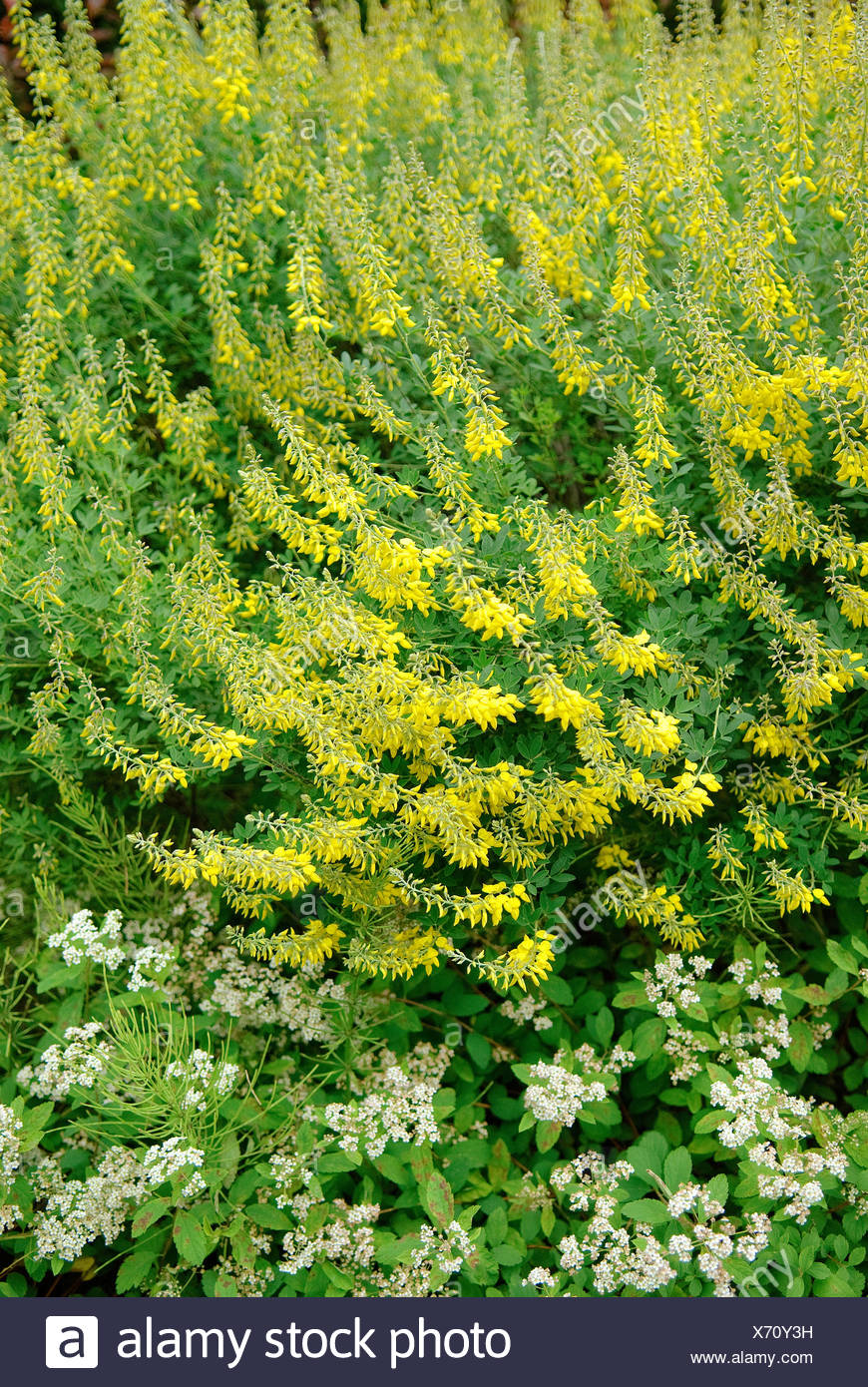 Plant Cytisus Shrub Stock Photos & Plant Cytisus Shrub Stock Images - Alamy