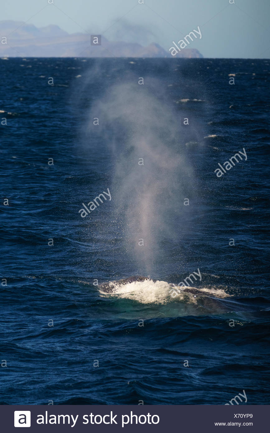Blue Whale Spraying Water