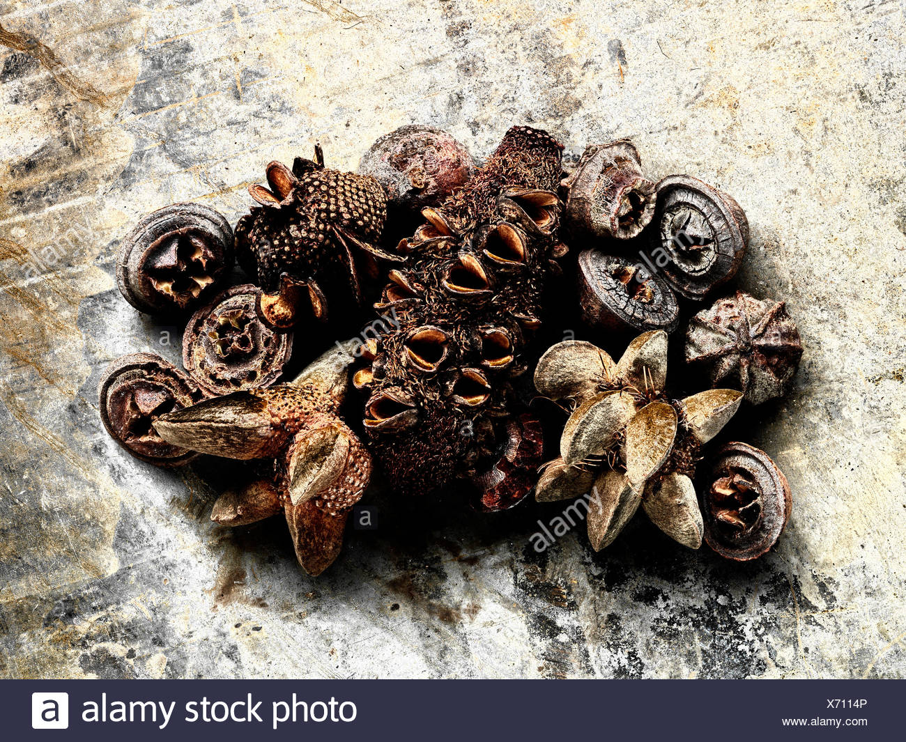 Australian Seed High Resolution Stock Photography and Images - Alamy