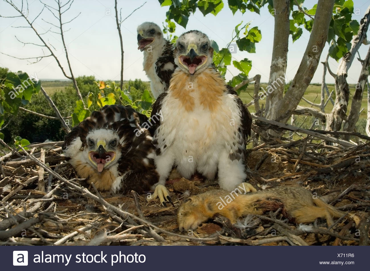 Ferruginous Hawk Nests High Resolution Stock Photography and Images - Alamy