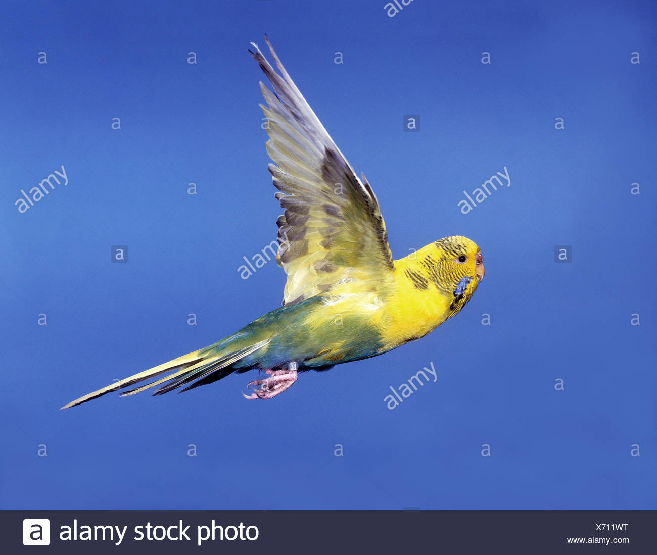 Green Parakeets Flying Stock Photos & Green Parakeets Flying Stock ...