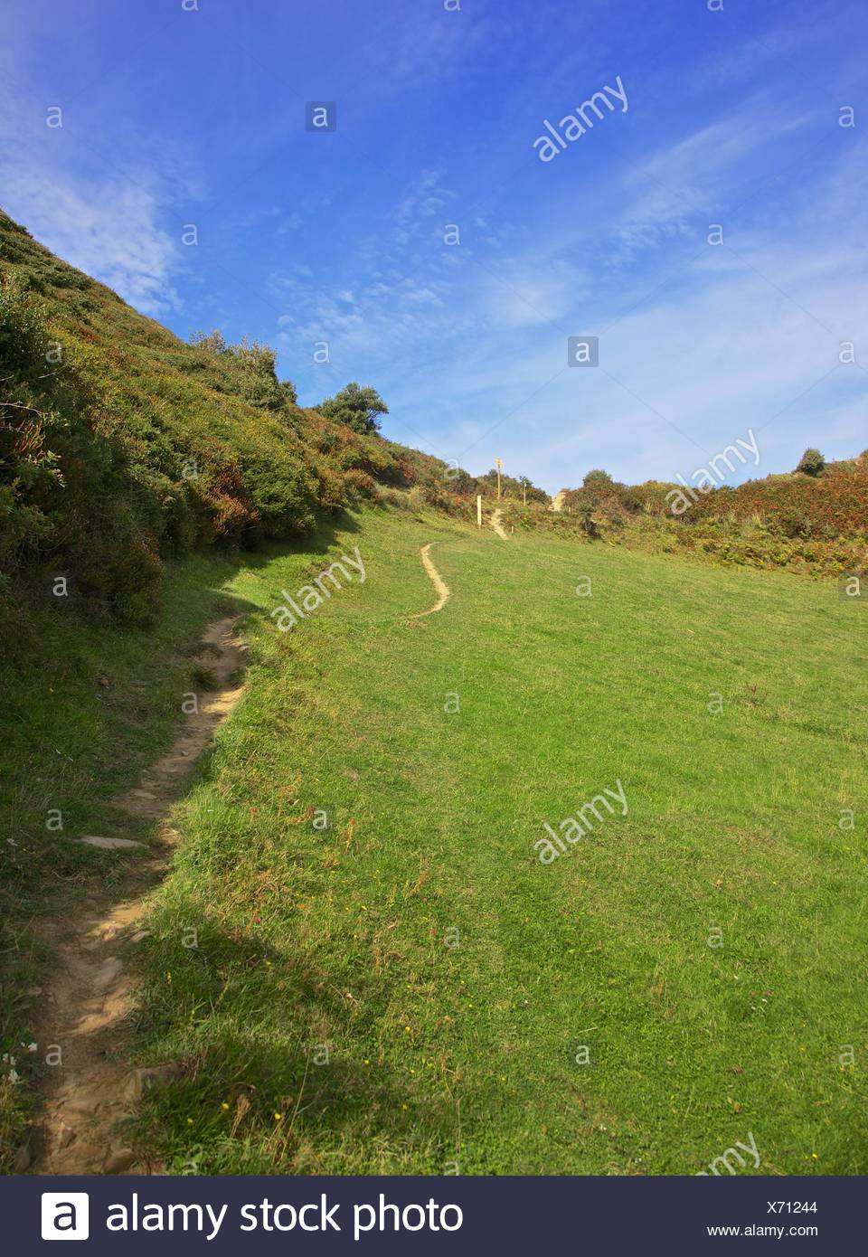 Rambling Plant High Resolution Stock Photography and Images - Alamy