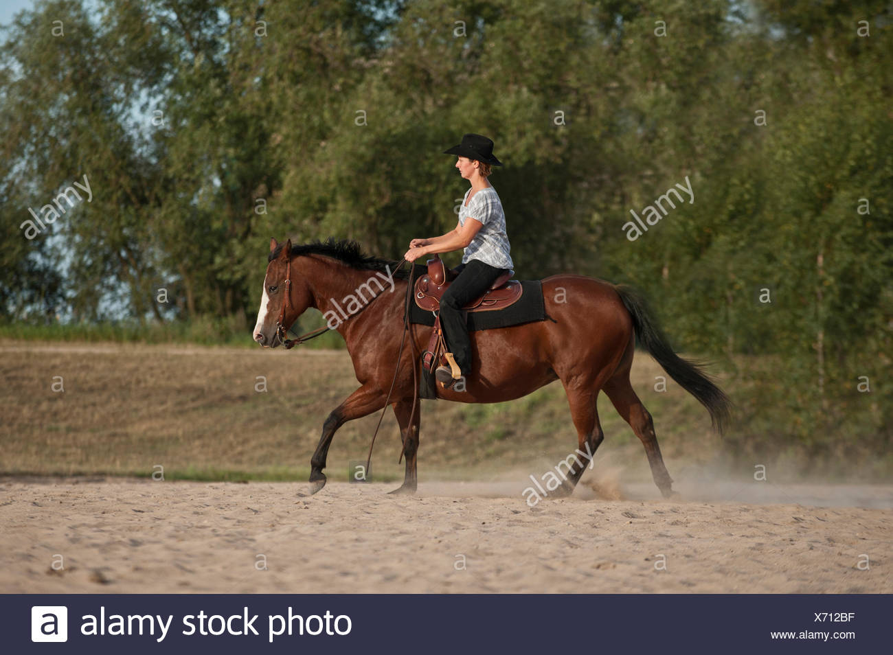 Running American Quarter Horse High Resolution Stock Photography and ...