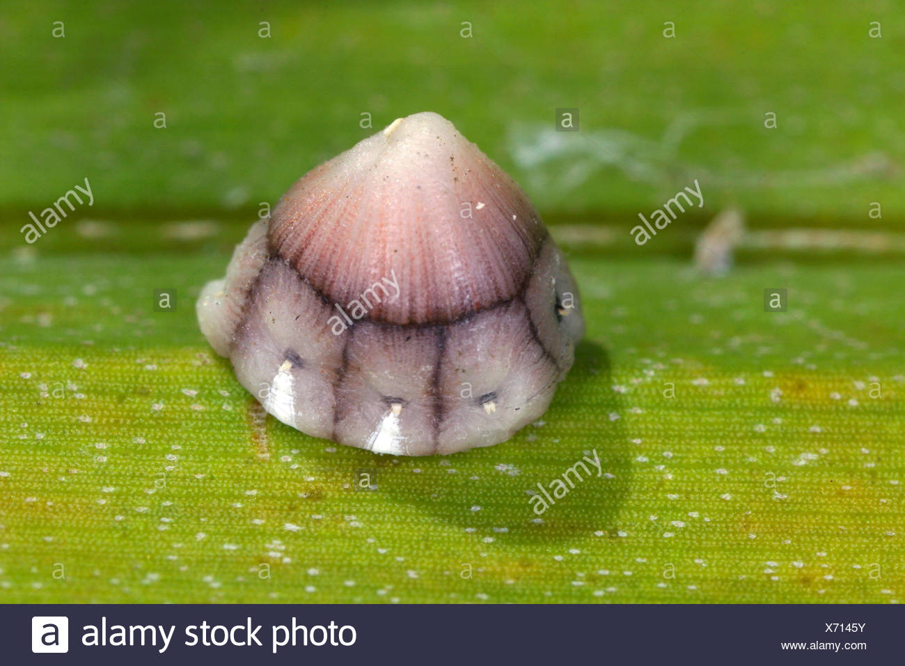 Ceroplastes High Resolution Stock Photography and Images - Alamy