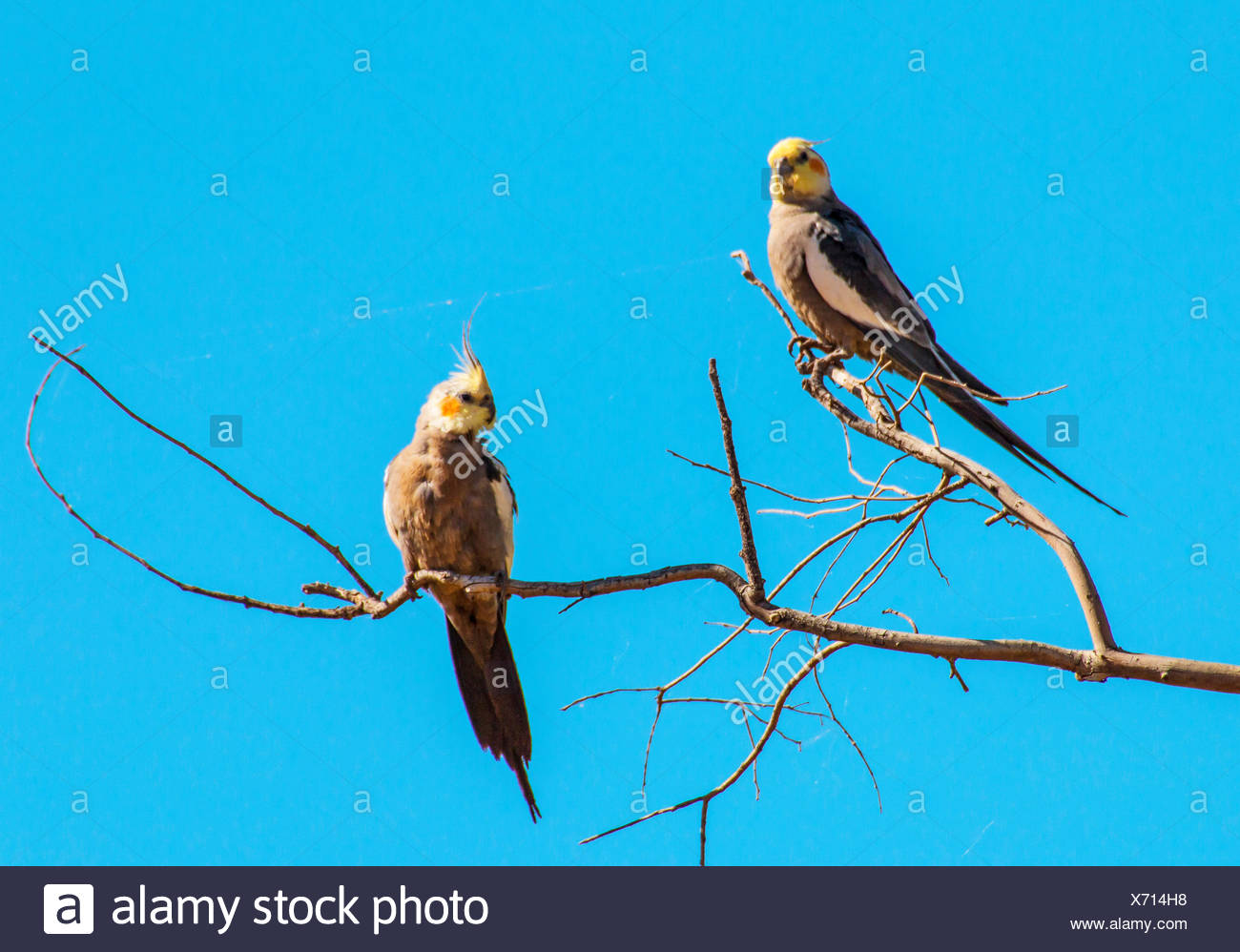 My Cockatiel High Resolution Stock Photography and Images - Alamy