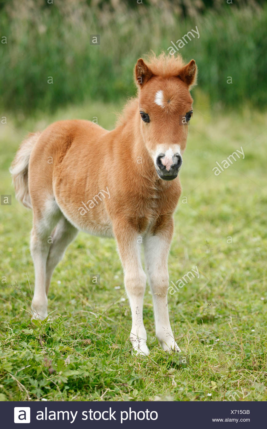 Minishetlandponies High Resolution Stock Photography and Images - Alamy