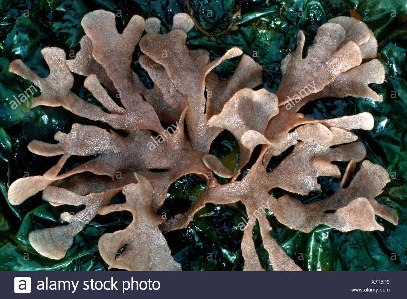 Flustra Foliacea High Resolution Stock Photography and Images - Alamy