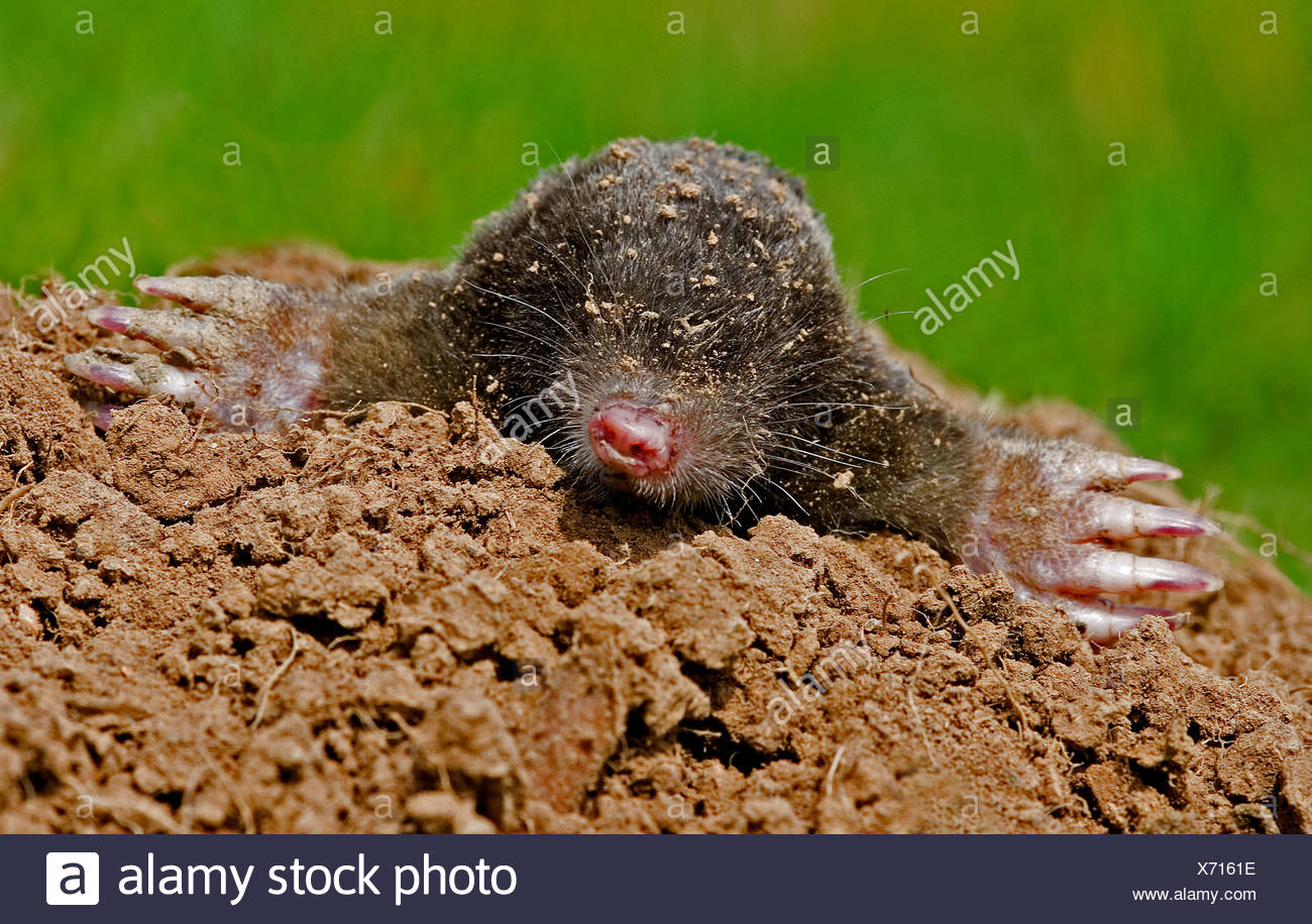 The Common Mole High Resolution Stock Photography and Images - Alamy