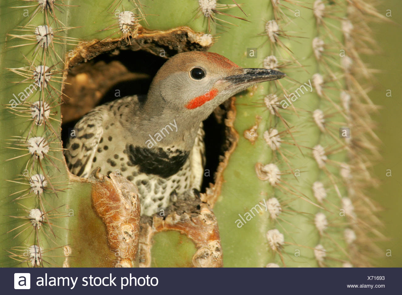 Juvenile Flicker High Resolution Stock Photography and Images - Alamy