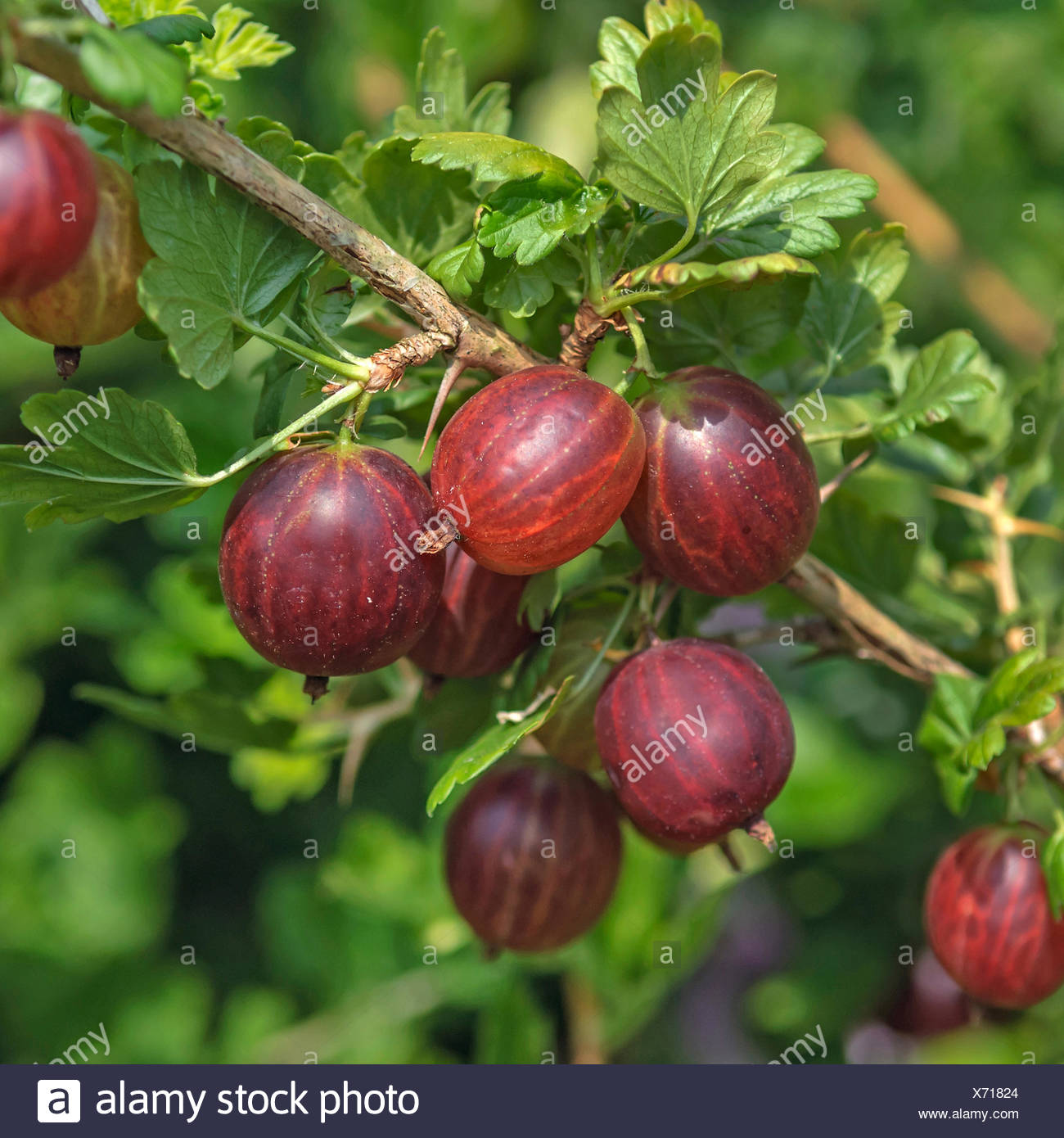 European Gooseberry Ribes High Resolution Stock Photography and Images ...