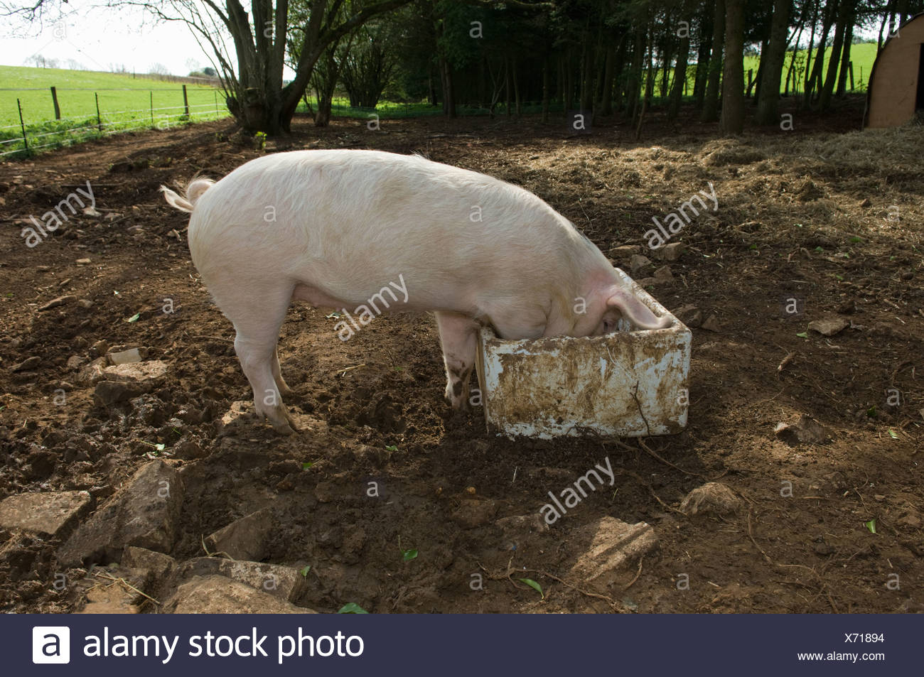 Pig Trough Stock Photos & Pig Trough Stock Images - Alamy