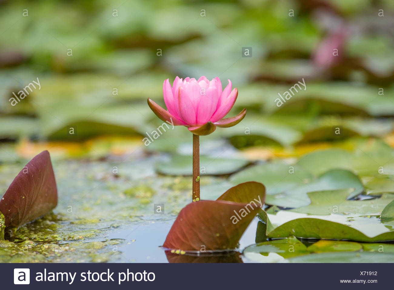 Lotus Flower High Resolution Stock Photography and Images - Alamy