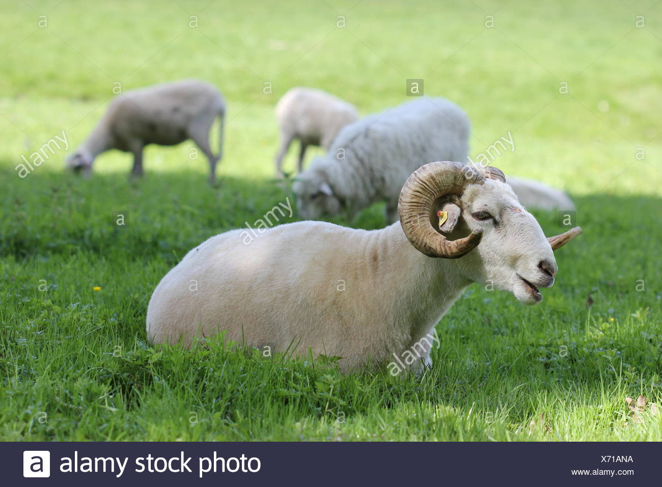 Shorn Stock Photos & Shorn Stock Images - Alamy