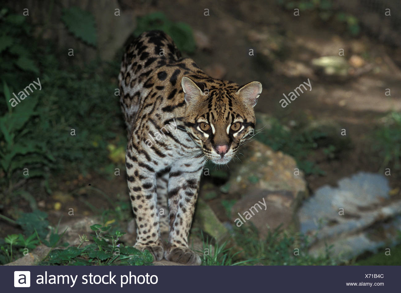 Ocelots Leopardus Pardalis High Resolution Stock Photography and Images ...