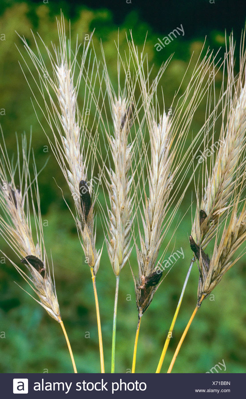 Ergot Sclerotia High Resolution Stock Photography and Images - Alamy