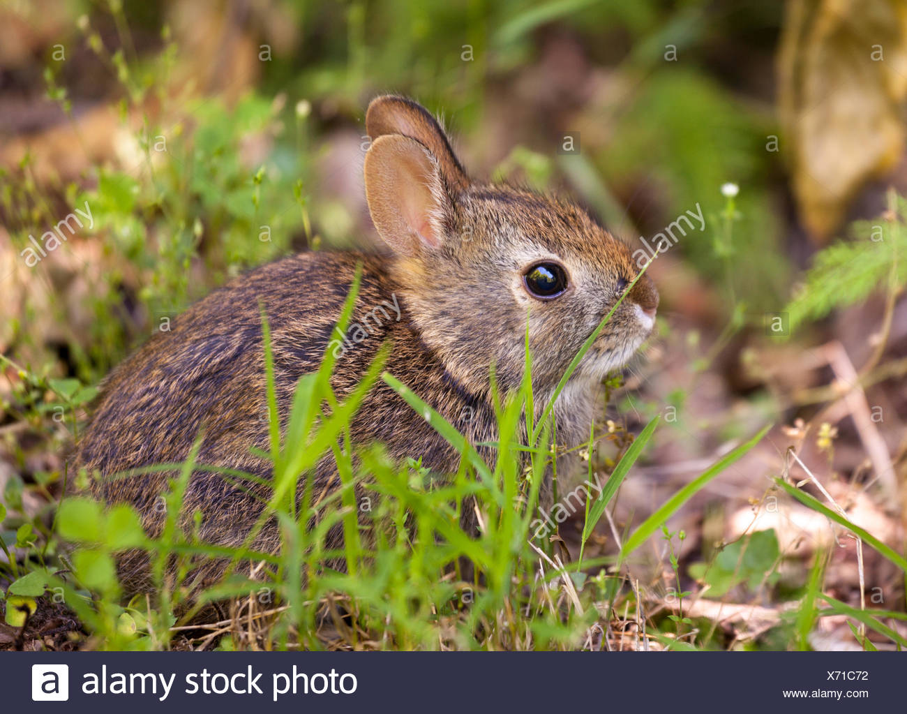 Baby Rabbit Forest High Resolution Stock Photography and Images - Alamy