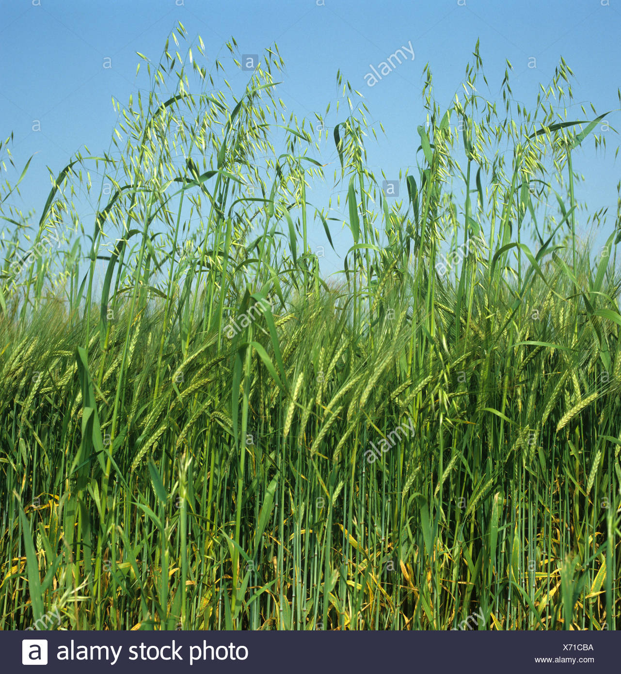 Wild Oat Grass High Resolution Stock Photography and Images - Alamy