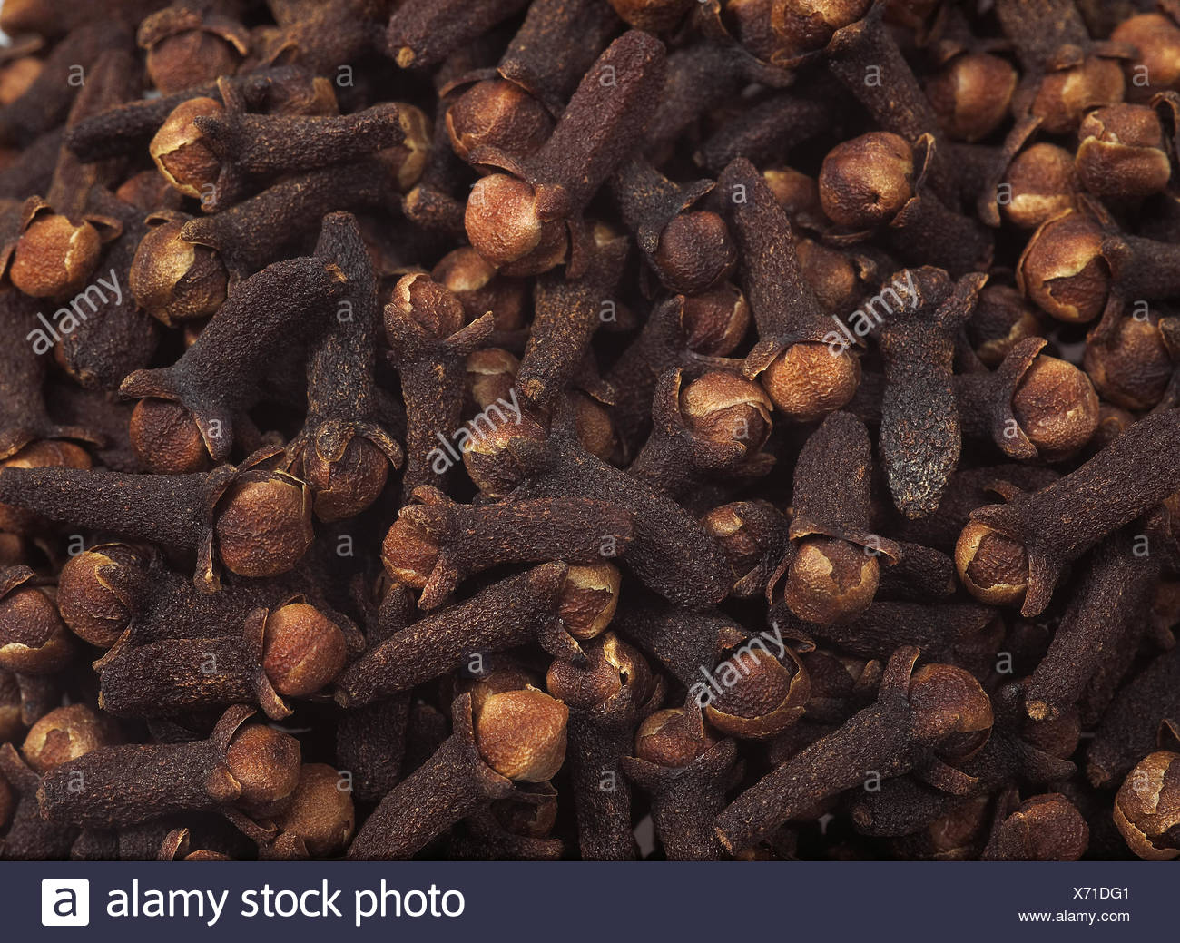 Eugenia Caryophyllata High Resolution Stock Photography and Images - Alamy