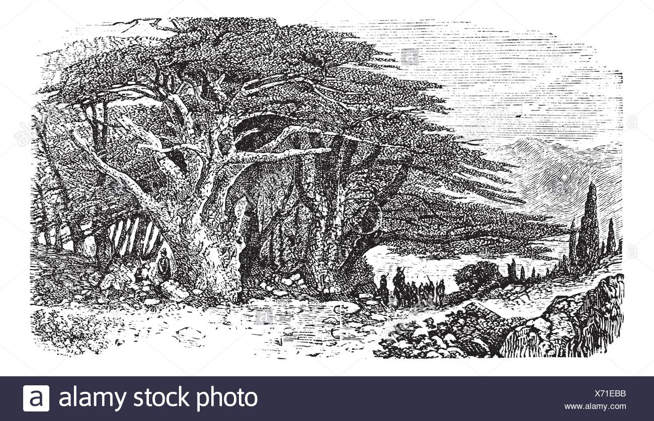 Cedar Tree Lebanon Cut Out Stock Images & Pictures - Alamy