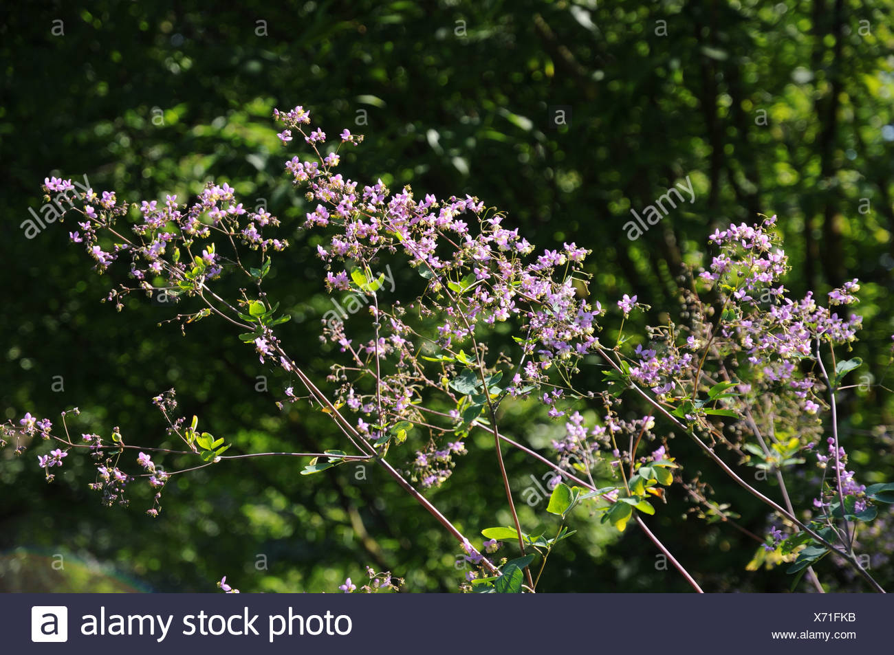 Meadow Rue High Resolution Stock Photography and Images - Alamy