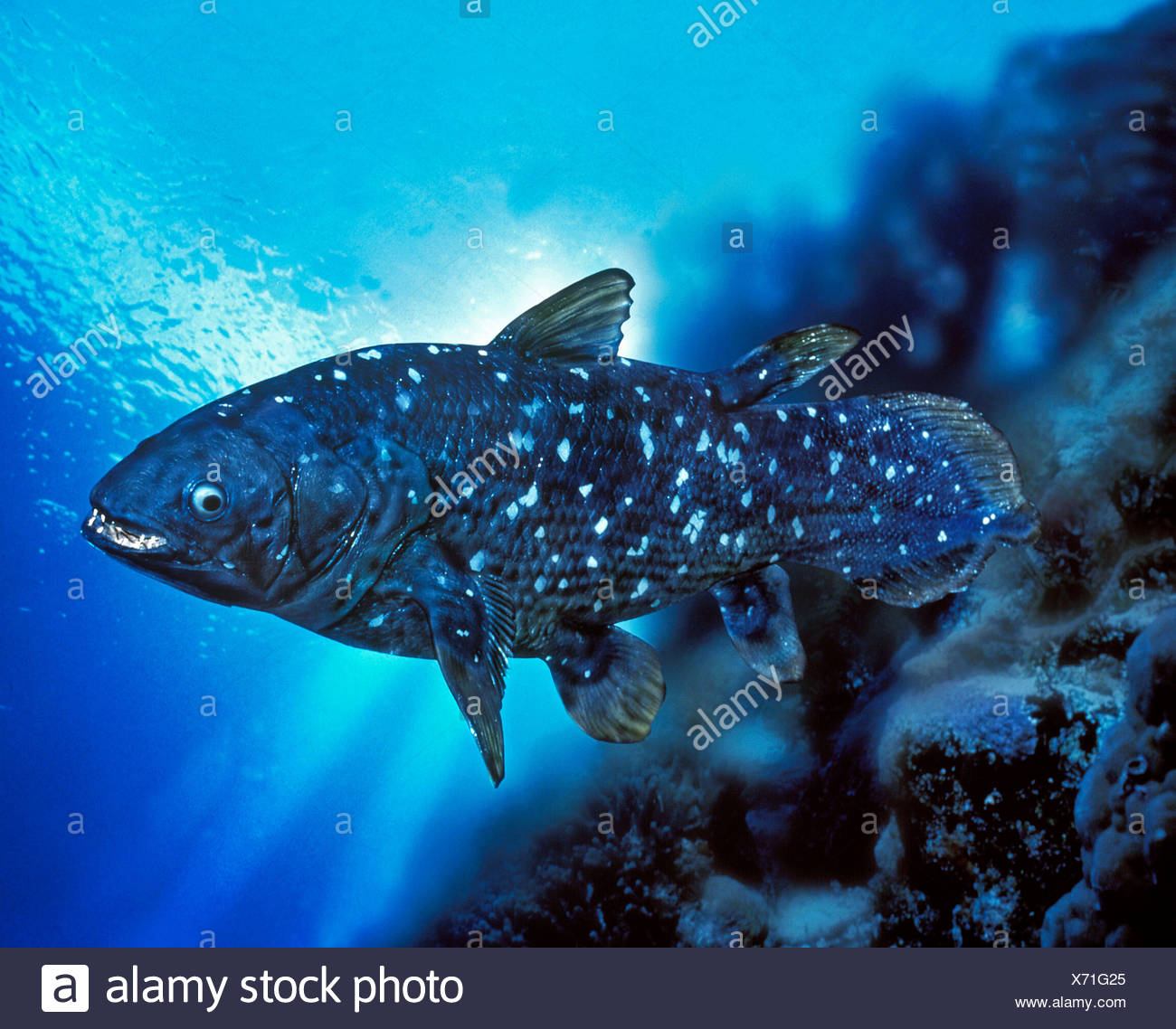 Coelacanth Stock Photos & Coelacanth Stock Images - Alamy