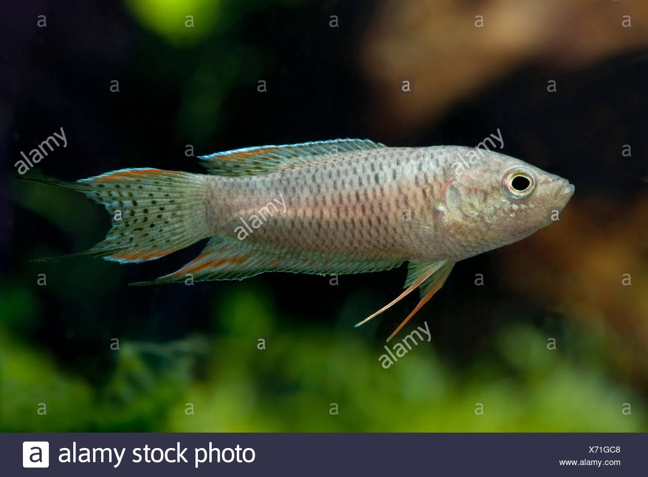 Macropodus Stock Photos & Macropodus Stock Images - Alamy