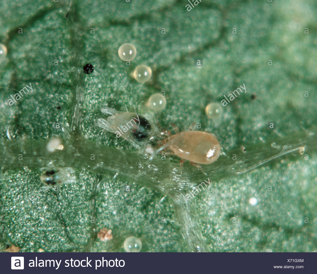 Amblyseius Stock Photos & Amblyseius Stock Images - Alamy